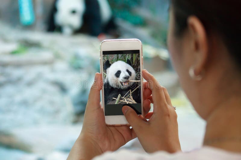 Female taking panda photo stock photo. Image of person - 77956746