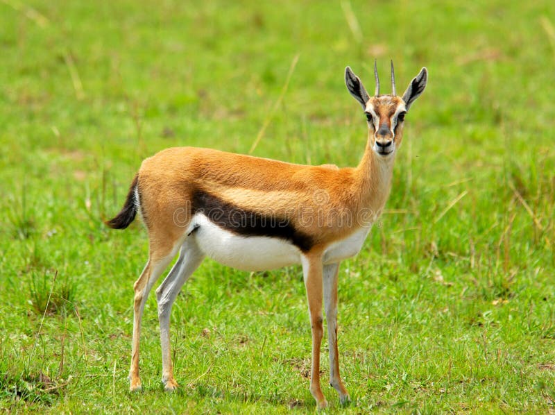 Female Thomson Gazelle stock photo. Image of wildlife - 8856646