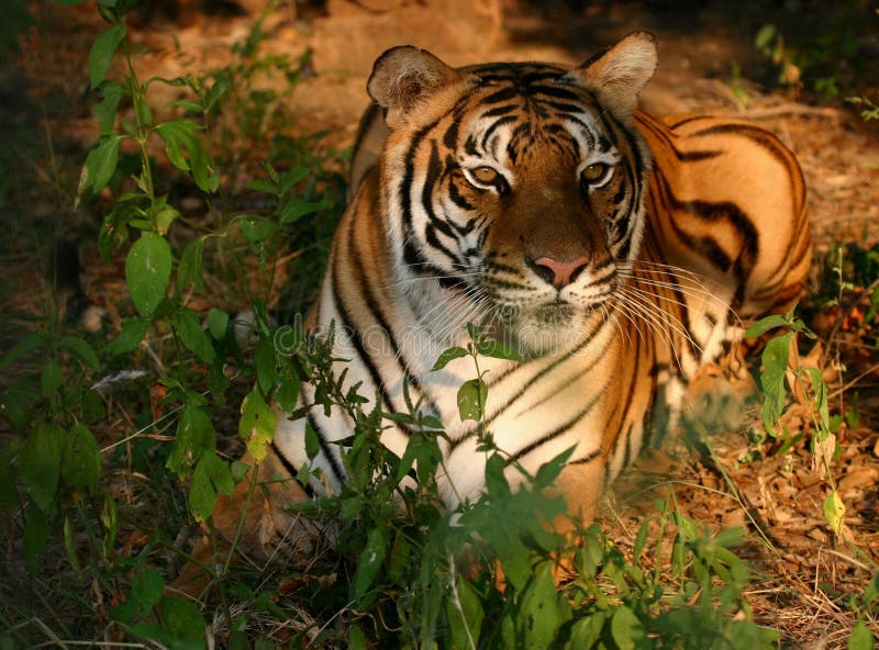 Female Tiger Picture. Image: 1488088