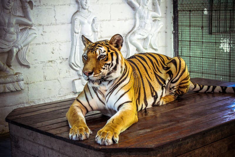Female Tiger Sitting on the Table and Posing for Stock Photo - Image of ...