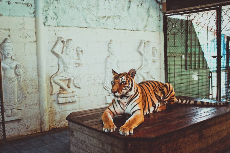 Female Tiger Sitting on the Table and Posing for Stock Photo - Image of ...