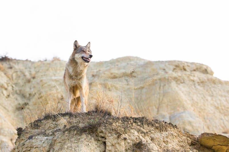 Female Timber Wolf on Mountain Ledge Stock Image - Image of prowl, tear ...