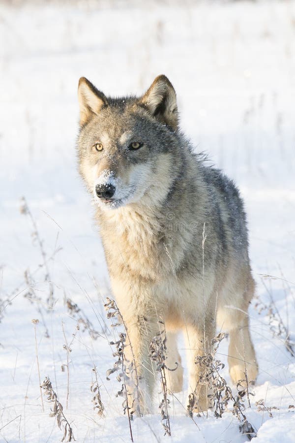 Portrait timber wolf stock photo. Image of canis, powerful - 37945234