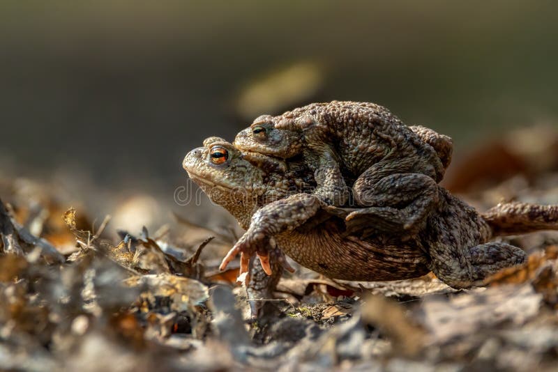 Female Toad Carrying a Male Toad during Toad Migration at a Sunny Day ...