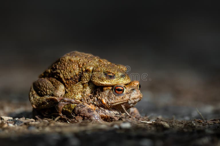 Female Toad Carrying a Male Toad during Toad Migration at a Sunny Day ...