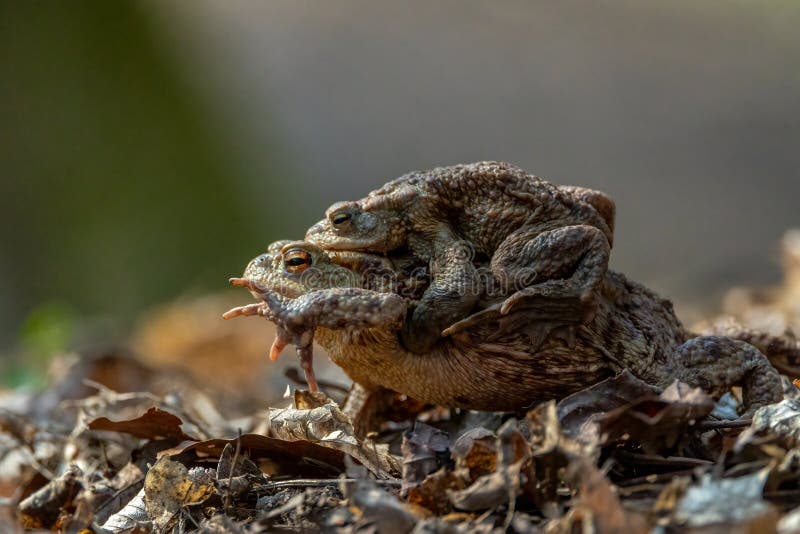Female Toad Carrying a Male Toad during Toad Migration at a Sunny Day ...