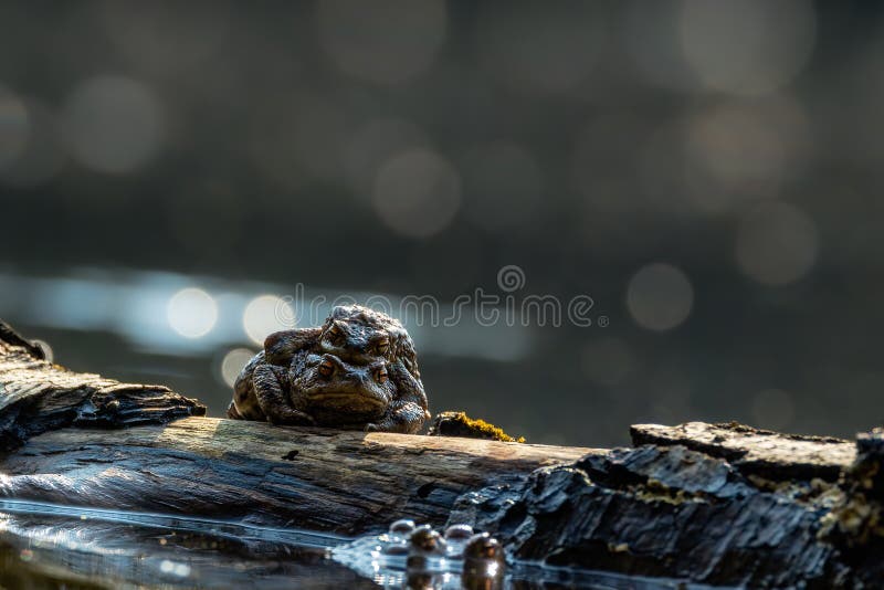Female Toad Carrying a Male Toad during Toad Migration at a Sunny Day ...
