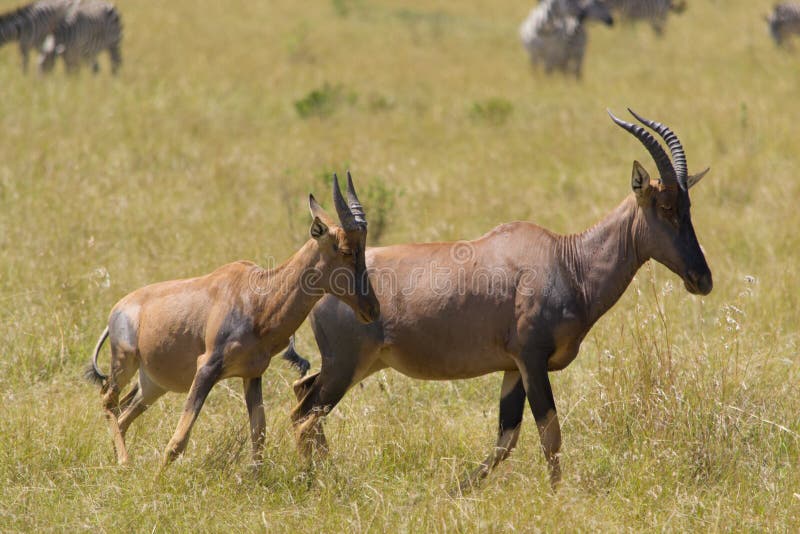 Female Topi Antelope with Young Stock Image - Image of africa, safari ...
