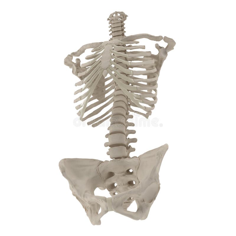 Female Torso in Anatomical Position Anteriror View Stock Illustration ...