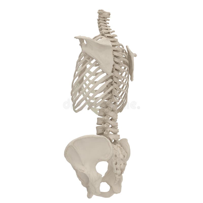 Image Skeleton Torso Stock Illustrations – 3,316 Image Skeleton Torso ...
