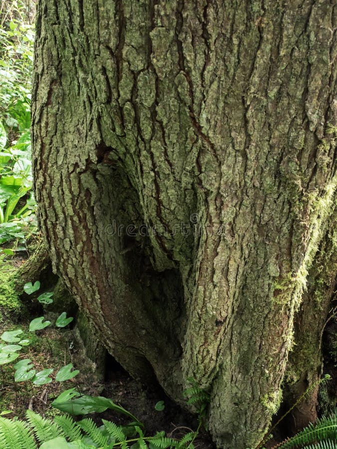 Female torso stock image. Image of moss, wild, nature - 56828211