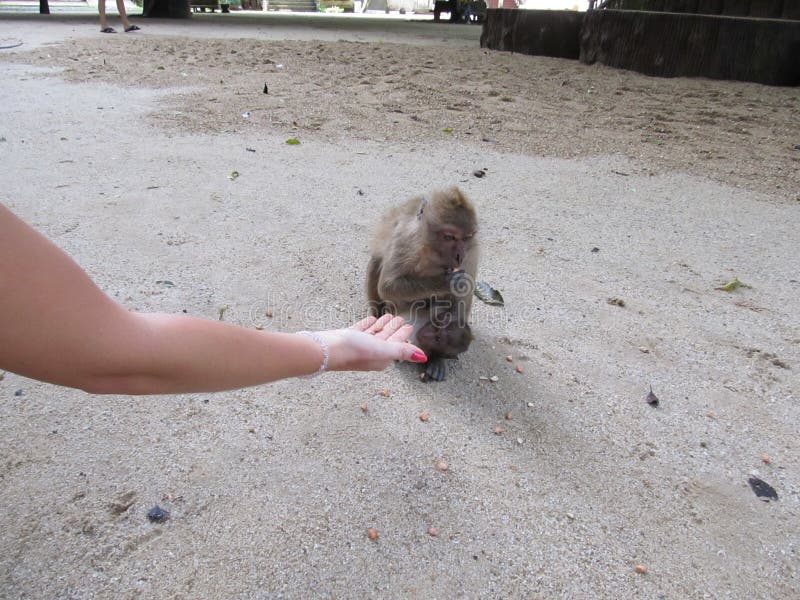 Female Tourist Feeding the Monkey Nuts. Thailand, Phuket-October, 2012 ...