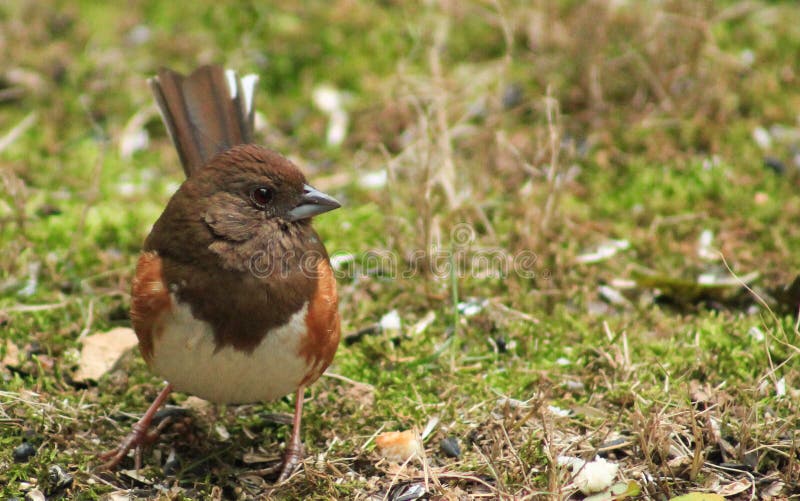 Female Towhee 2 stock image. Image of feathers, wildlife - 70503659