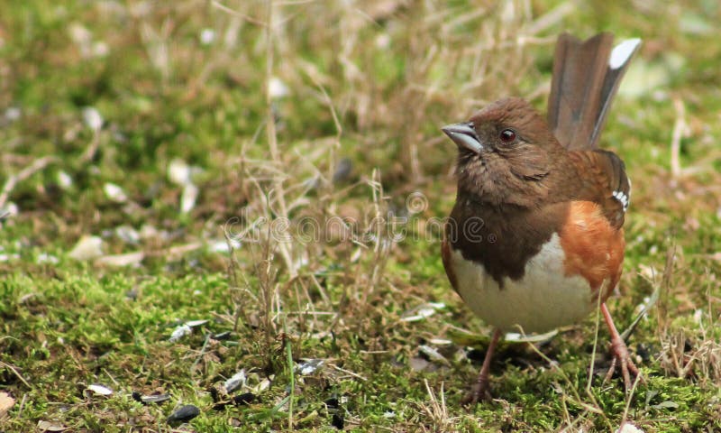 Female Towhee 1 stock image. Image of north, spring, wildlife - 70503189