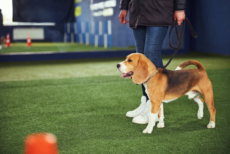 Female Trainer Teaching an Obedient Cute Beagle the Heel Command Stock ...