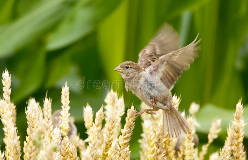Female Tree Sparrow stock image. Image of beautiful, green - 25976131