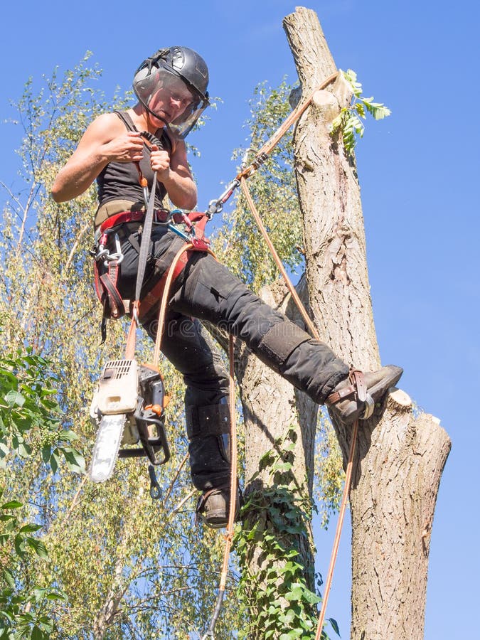 Using a chainsaw up a tree stock image. Image of chainsaw - 124621567