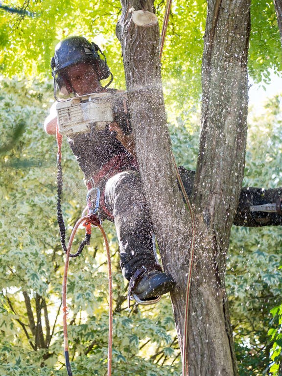Female Tree Surgeon at Work Stock Image - Image of climbing, risk ...