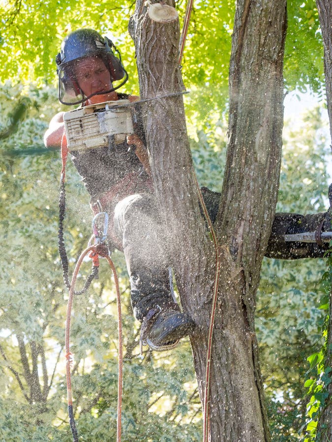 Female Tree Surgeon Working Stock Image - Image of female, outdoor ...
