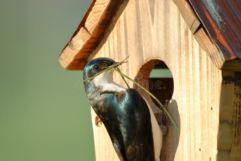 Nesting Tree Swallow stock photo. Image of green, material - 144301342