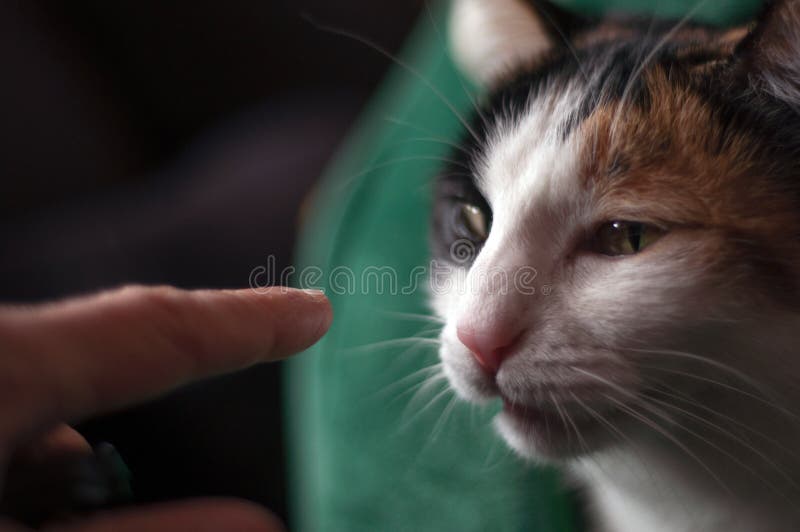 Female Tricolor Cat Looking at a Human Finger. Playing Cat. Looking ...