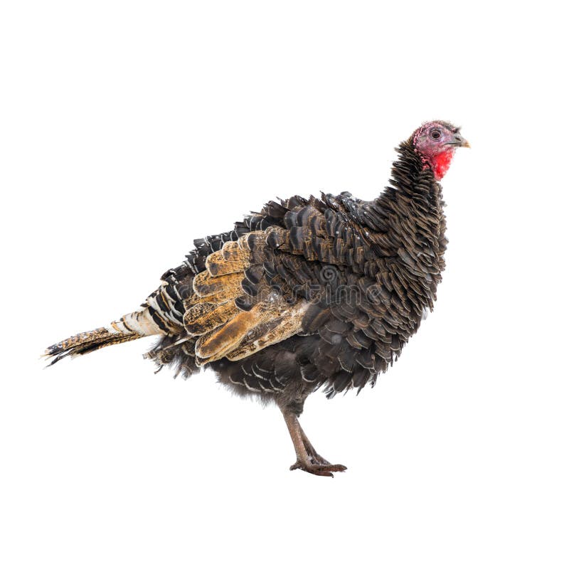 Female Turkey stock image. Image of avian, alive, turkey - 28825075