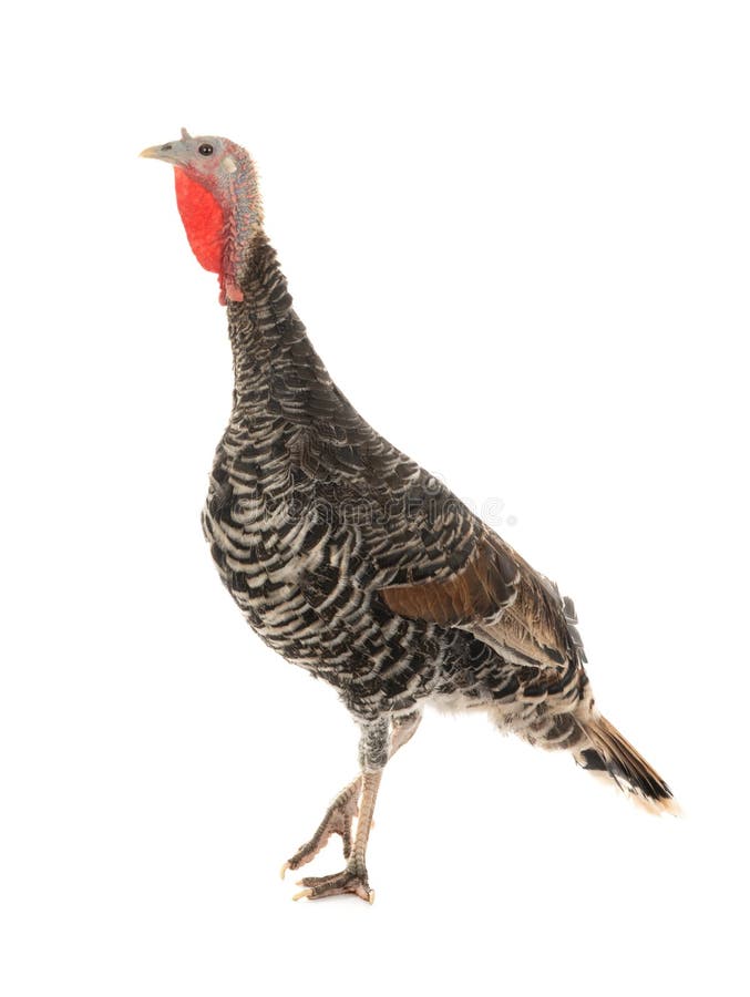 Female Turkey stock image. Image of avian, alive, turkey - 28825075