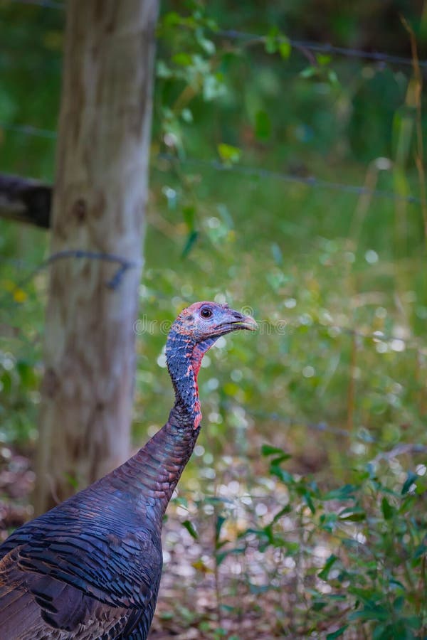 Female Turkey Walking through Forest .tif Stock Image - Image of fence ...
