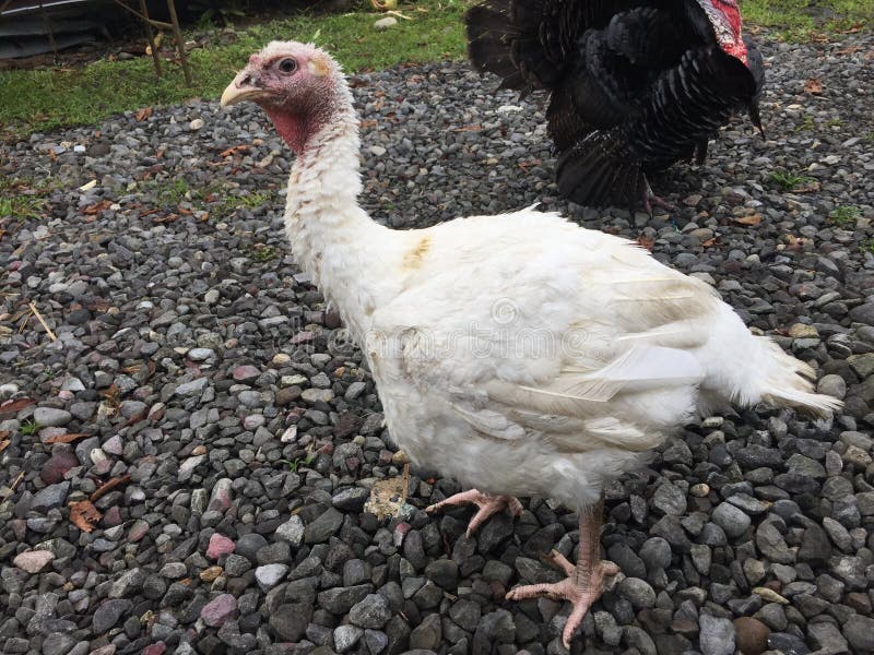 A Female Turkey with White Feathers and a Red Head Walking on Pebbles ...