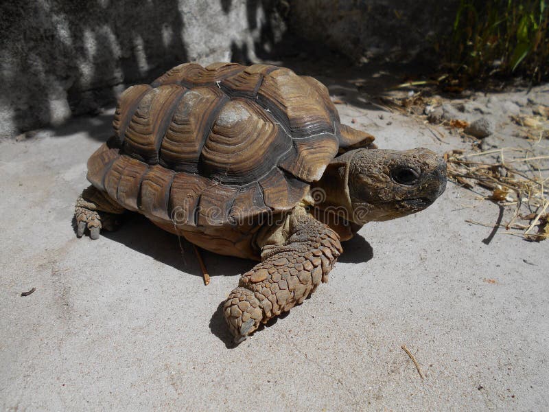 Female turtle brown stock image. Image of turtle, colour - 108247205