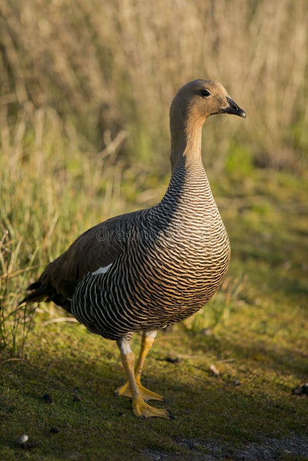 Female Upland Goose with Chicks Stock Photo - Image of goose, white ...