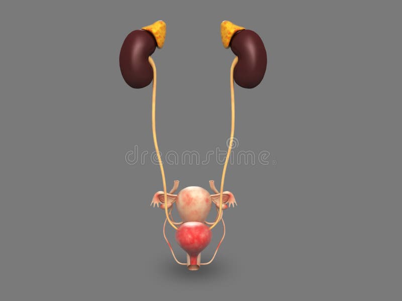 Female urinary system stock illustration. Illustration of medical ...