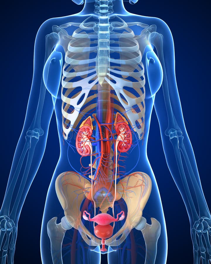 Female urinary system stock illustration. Image of abdomen - 36221015