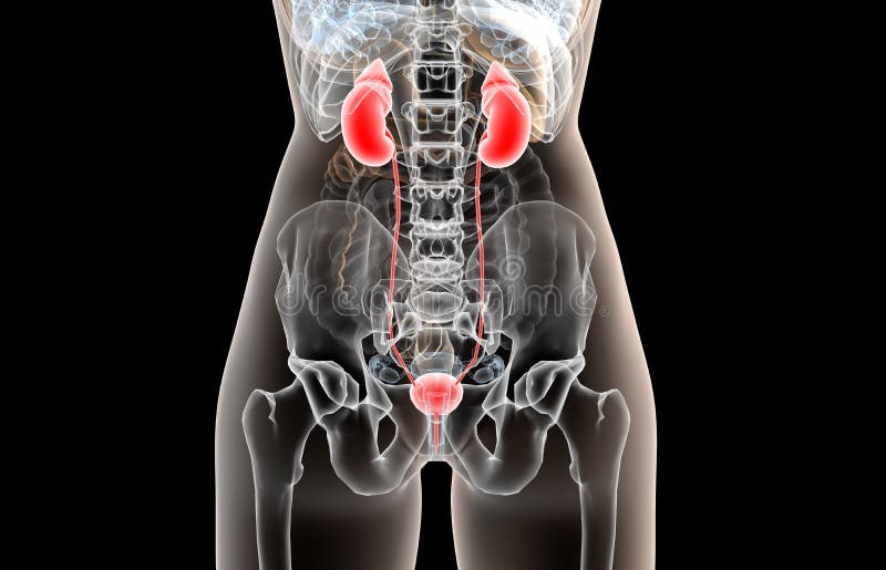 Female Urogenital Anatomy Stock Illustration Illustration Of Human