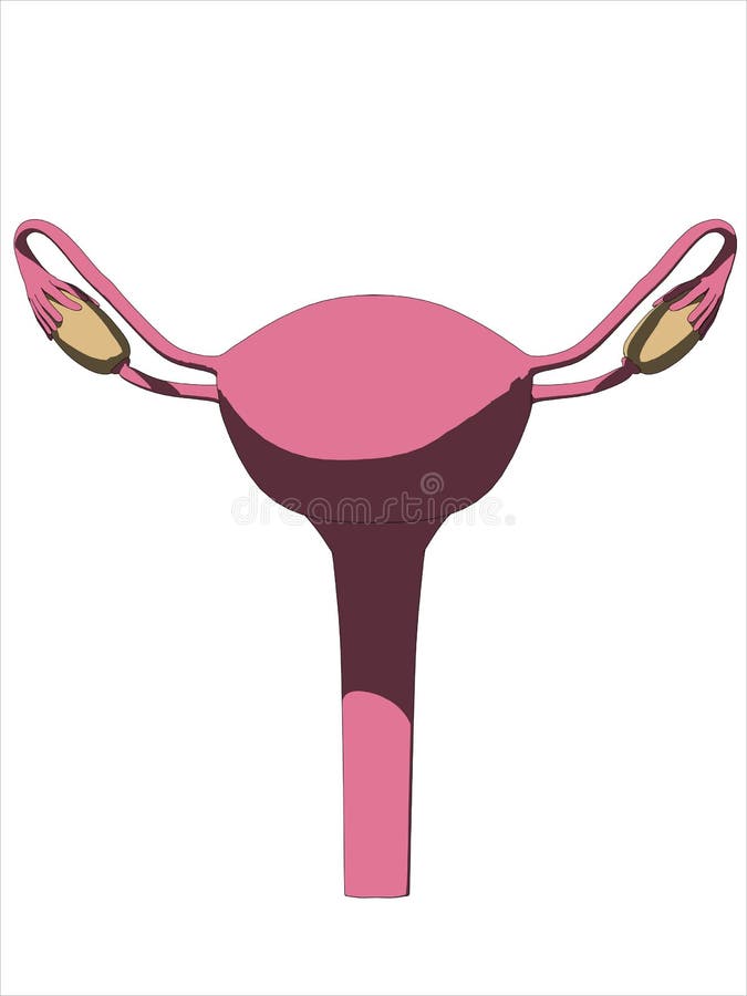 Female Reproductive System stock illustration. Illustration of cervix ...