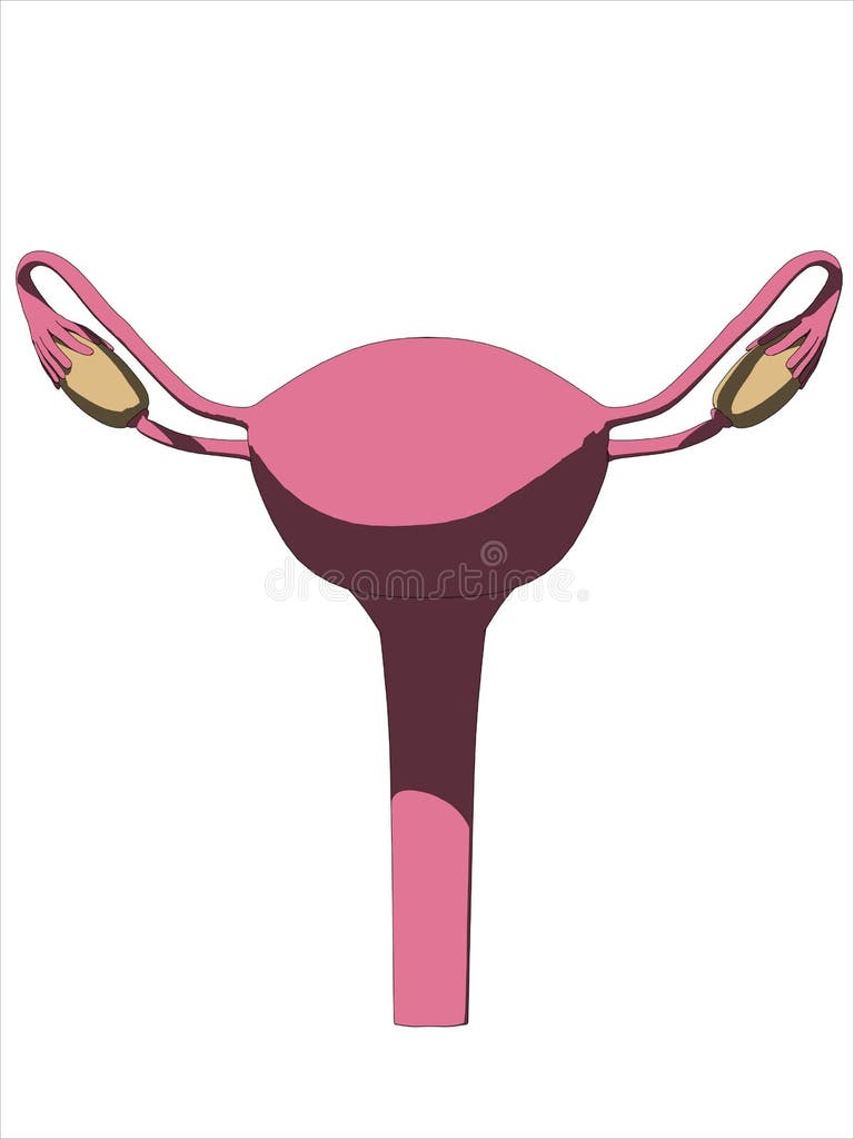 Female Uterus Stock Illustrations – 10,684 Female Uterus Stock ...