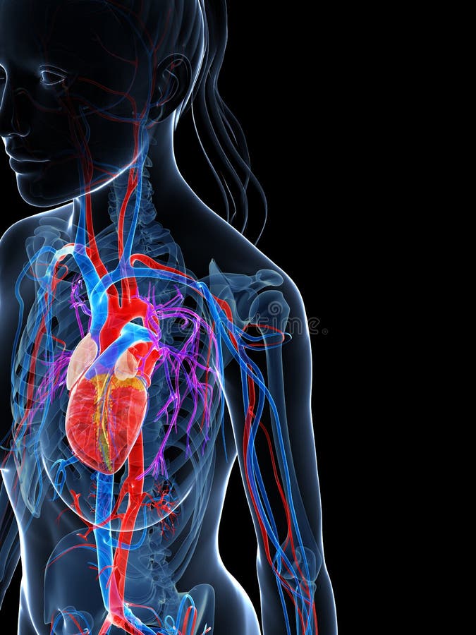 Female vascular system stock illustration. Illustration of health ...