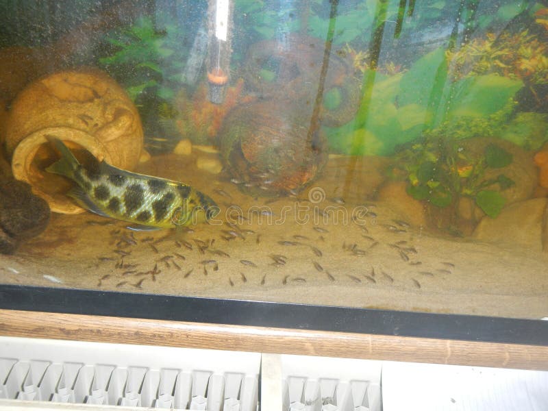 Female Venustus with Babies Stock Photo - Image of male, haplochromis ...