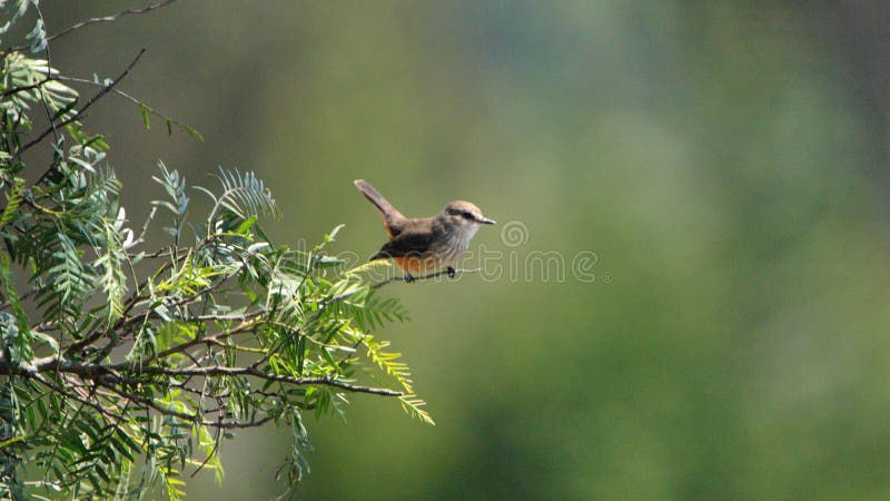 Female Vermilion Flycatcher in a Tree Stock Image - Image of perched ...