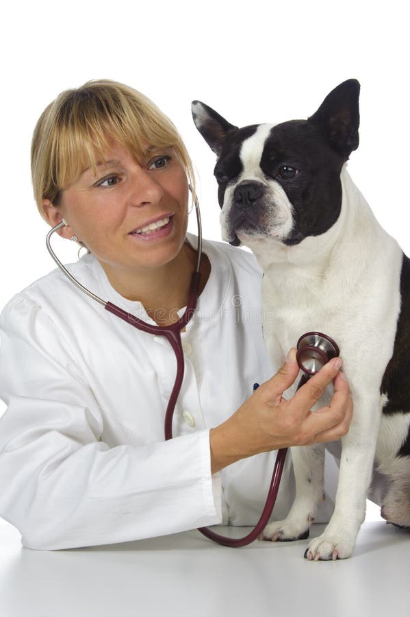 Female vet doctor stock image. Image of canine, medical - 20067317