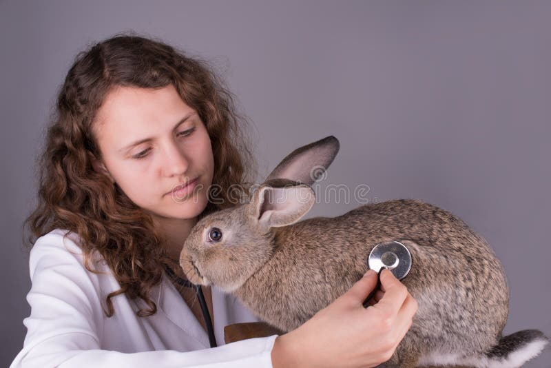 A Female Vet Holding a Rabbit Stock Photo - Image of blonde, animal ...