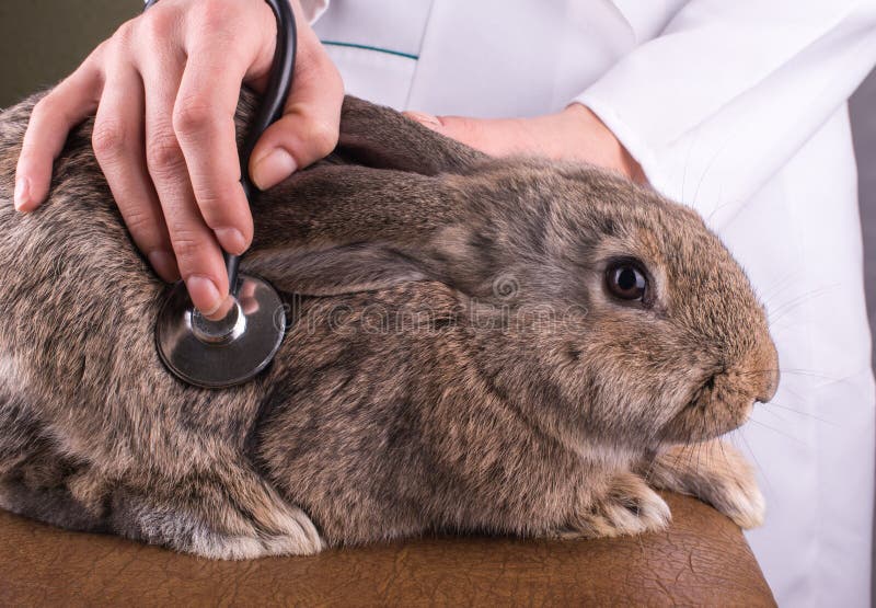 A Female Vet Holding a Rabbit Stock Photo - Image of blonde, animal ...