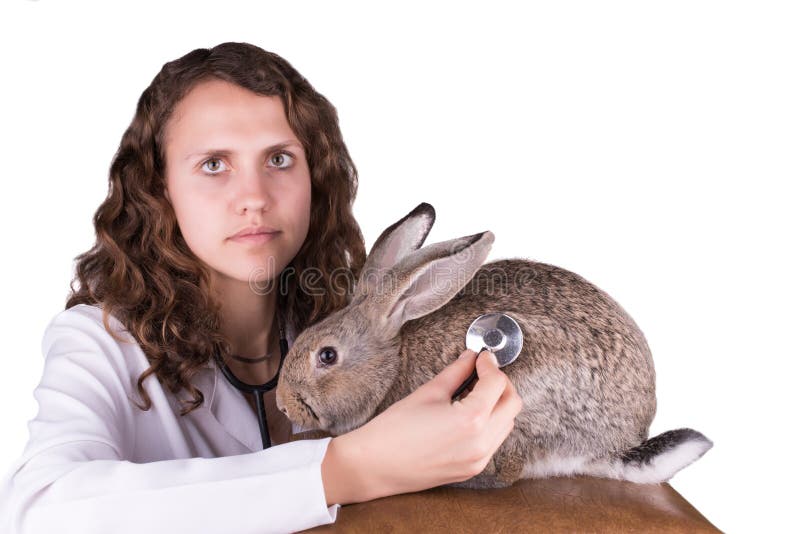 A Female Vet Holding a Rabbit Stock Photo - Image of professional ...