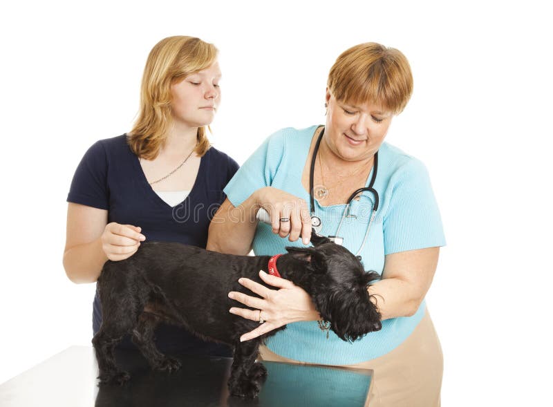 Female Vet Treats Patient stock photo. Image of patient - 13688764