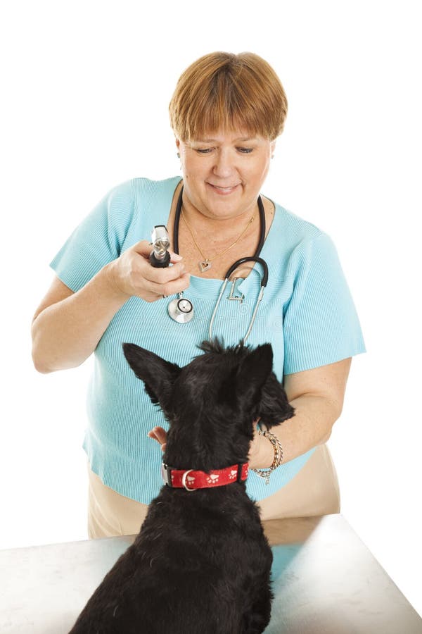 Portrait of Female Vet in Field with Horse Stock Photo - Image of ...