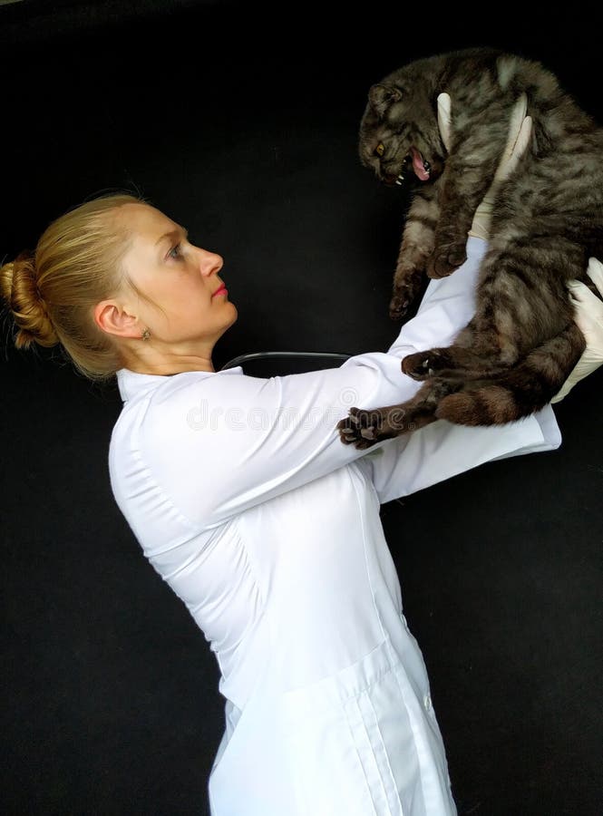 227 Angry Cat Vet Stock Photos - Free & Royalty-Free Stock Photos from ...