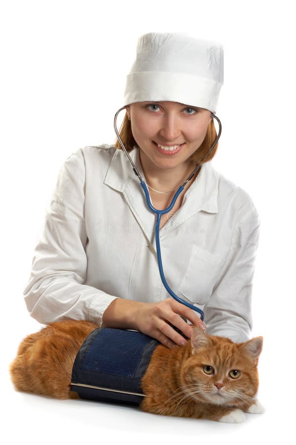 Female Veterinarian Whit Cat Stock Image - Image of caucasian ...