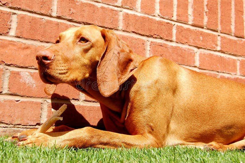 Female vizsla portrait stock image. Image of vizsla, cute - 20150949