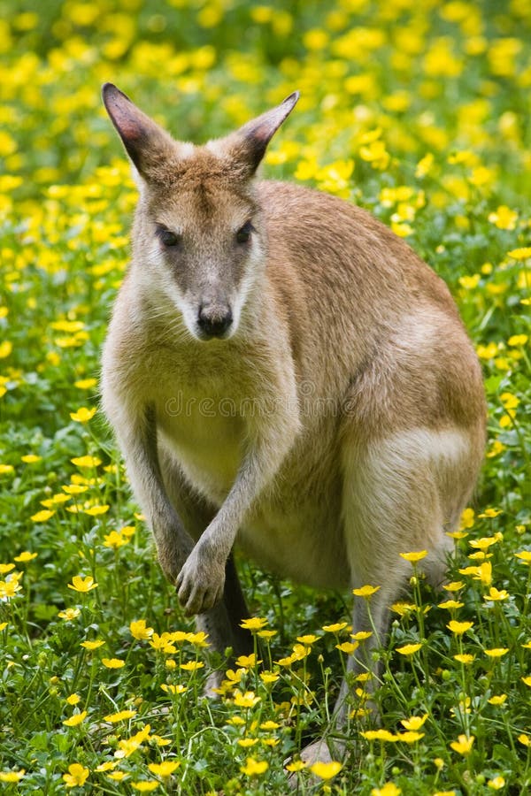 Agile Wallaby, Australia stock photo. Image of mammal - 16746206