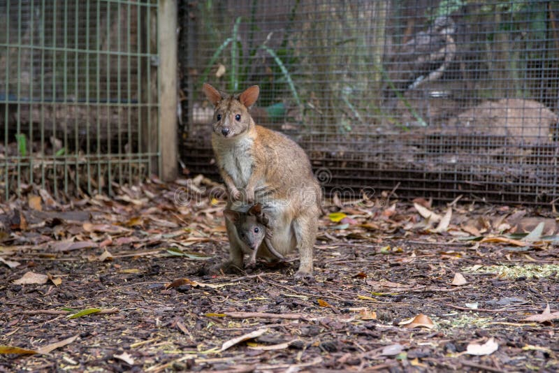 Wallabies stock image. Image of green, natural, tasmania - 111989507
